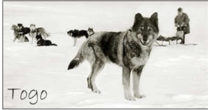Togo, Balto, and the Lifesaving Sled Dog Race | Bedtime History ...