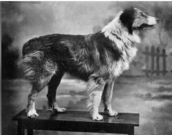 Bobbie the Wonder Dog | Bedtime History: Podcast and Videos For Kids ...